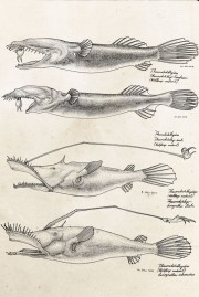 Blog - Jared Illustrations